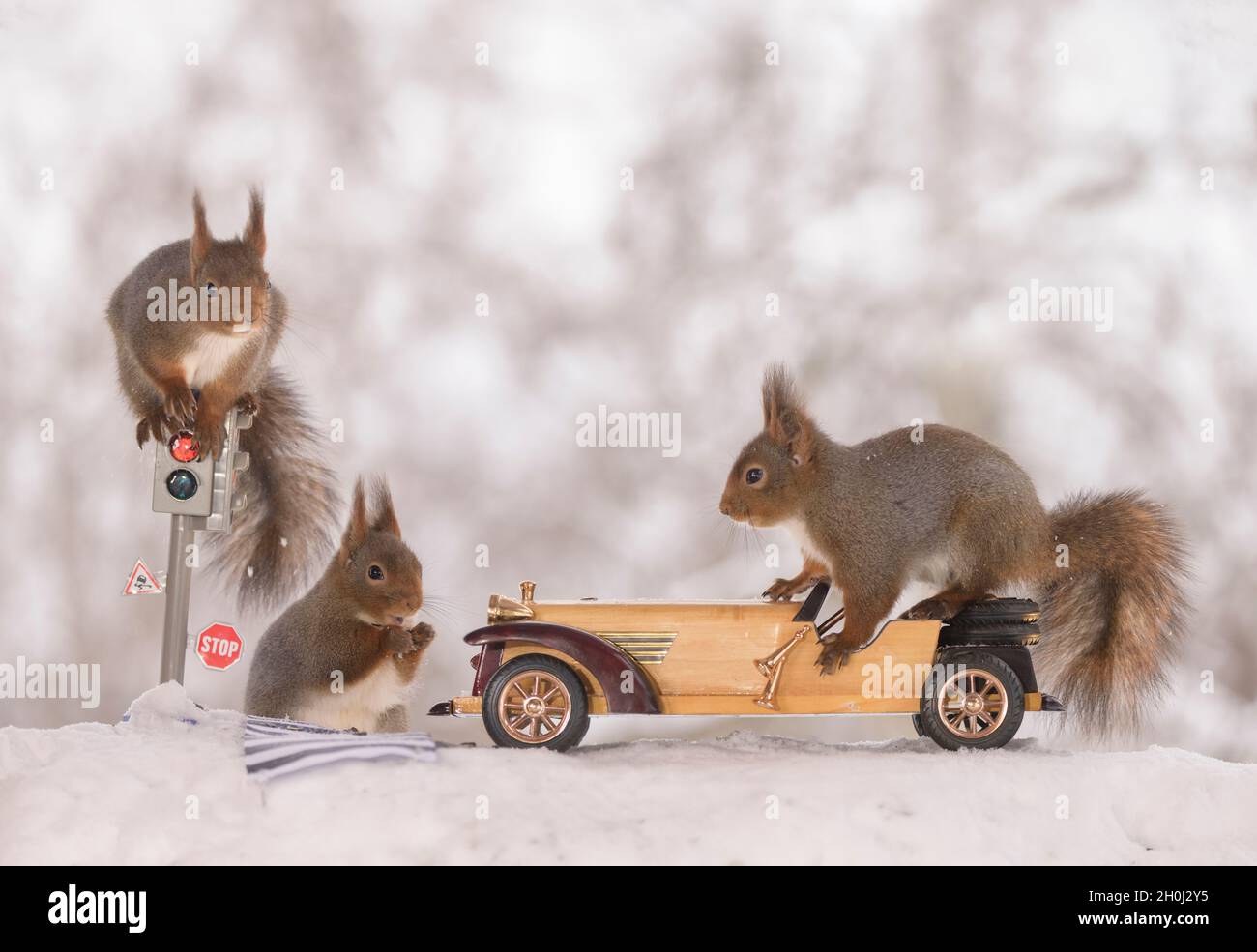 Young red squirrel with an car hi-res stock photography and images - Alamy
