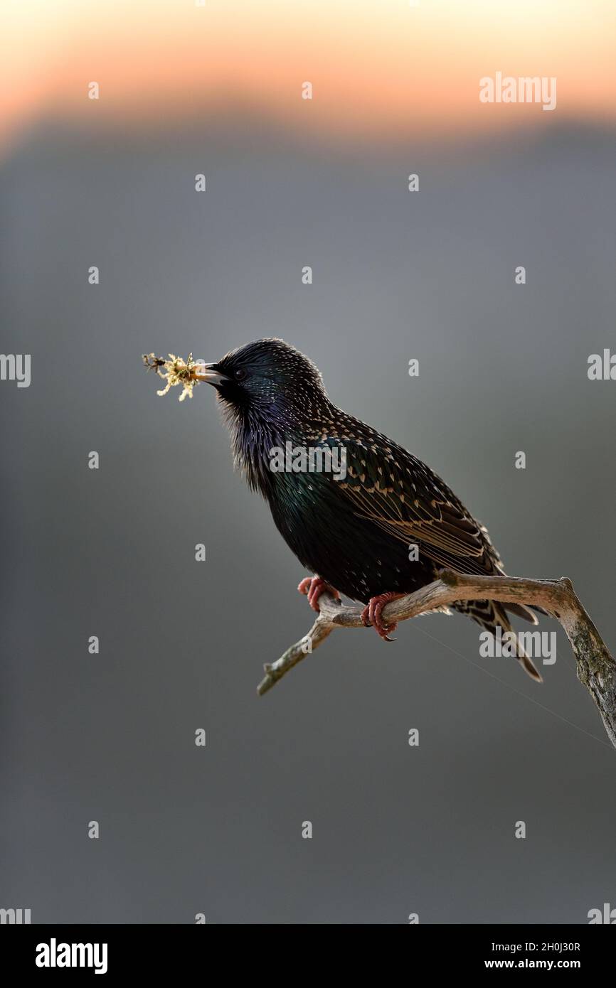 Common starling at sunrise Stock Photo - Alamy