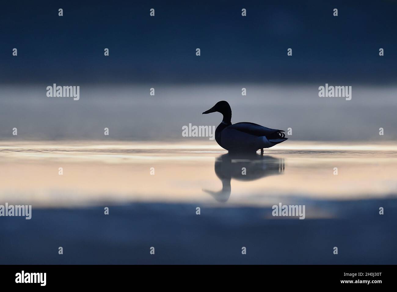 Mallard on the beach at night. Duck at night on the beach Stock Photo ...
