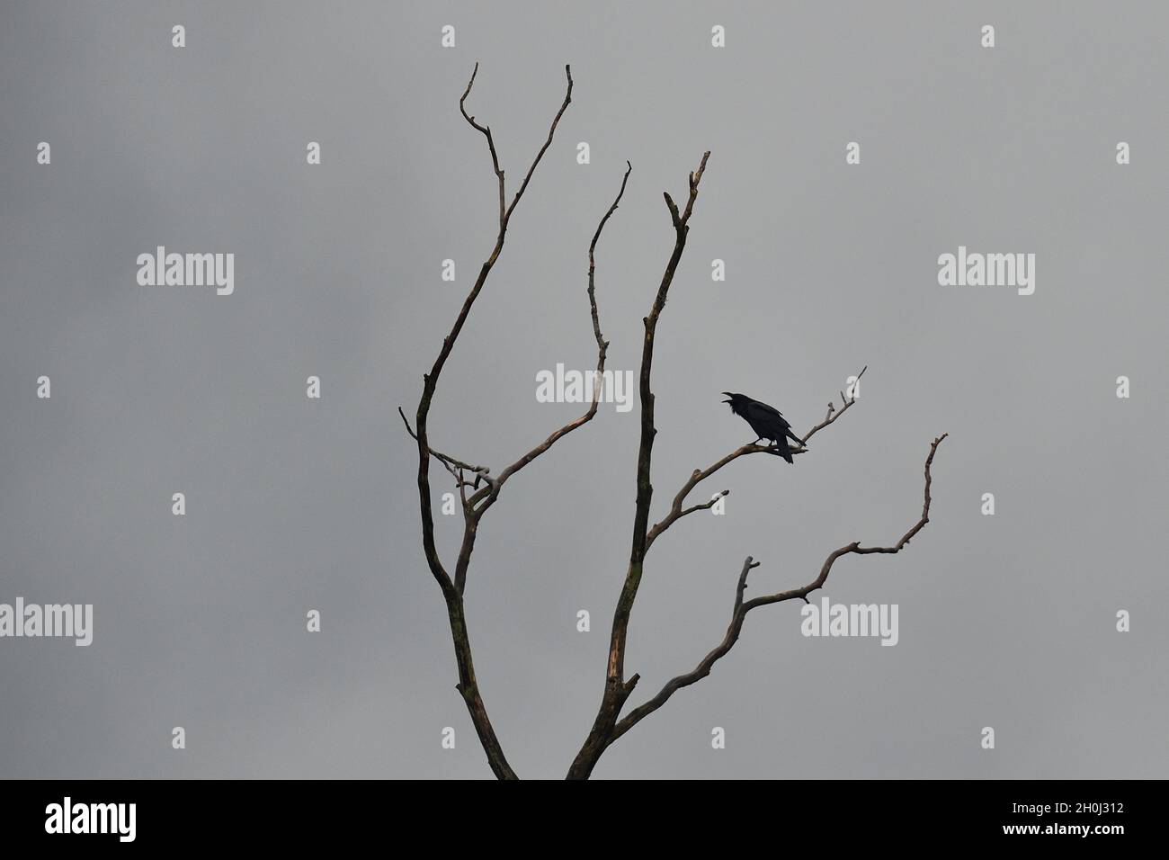 Raven calling on a tree Stock Photo - Alamy