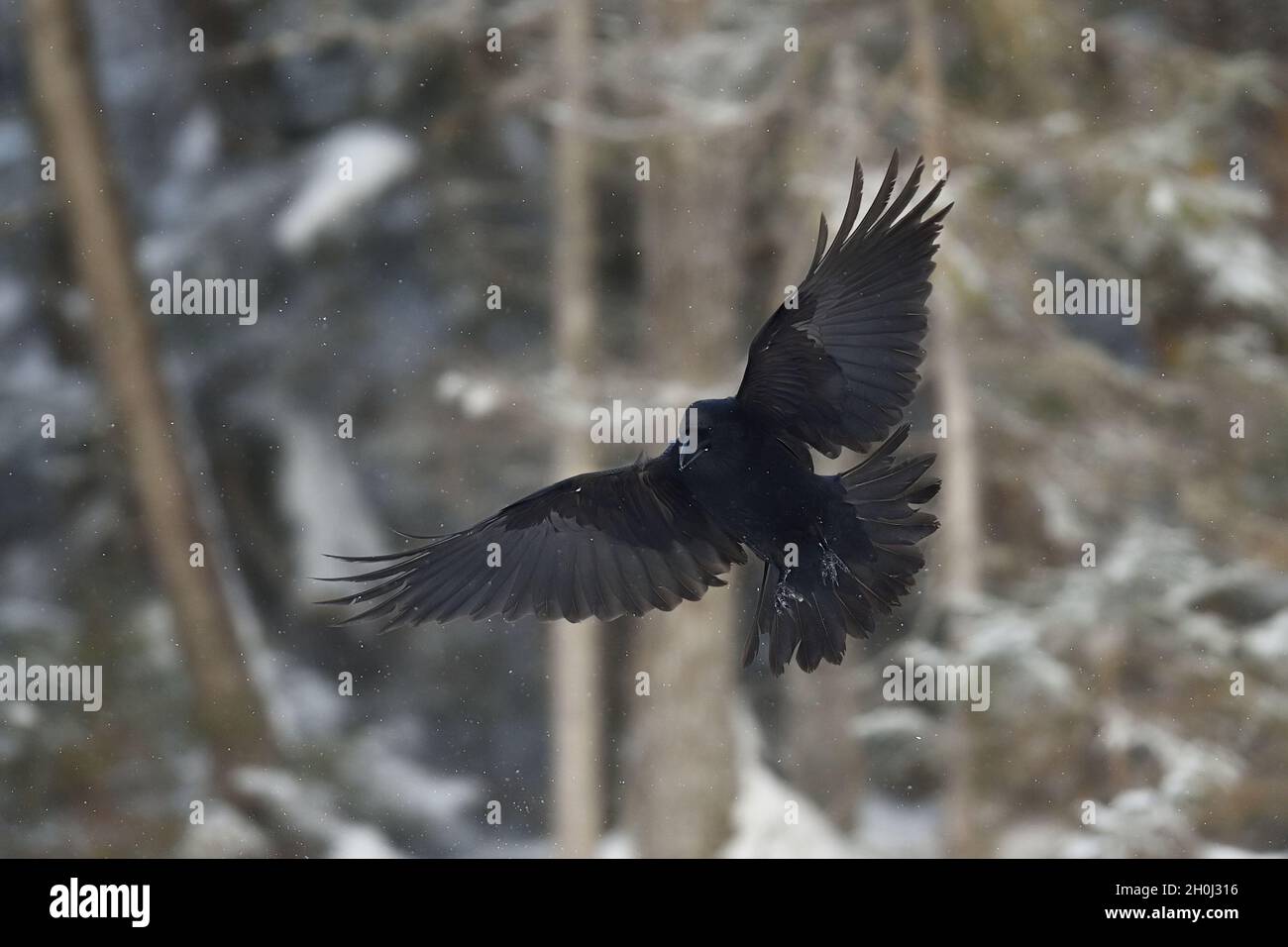 The common raven (Corvus corax), the northern raven. Raven in flight ...