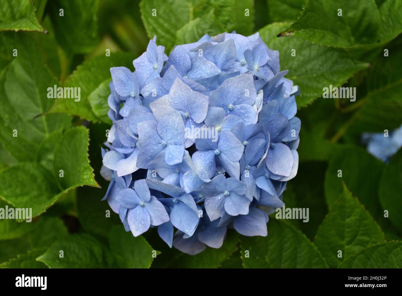 Beauty in melancholy; blue flower in green background with raindrop ...