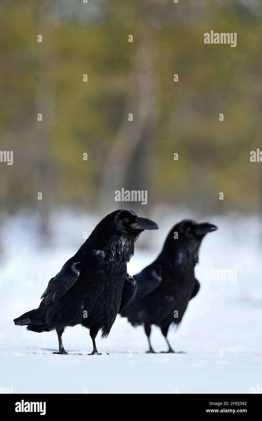 Two Ravens High Resolution Stock Photography and Images - Alamy