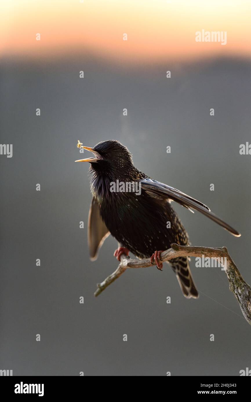 Common starling (Sturnus vulgaris) singing. European starling. Sunrise ...