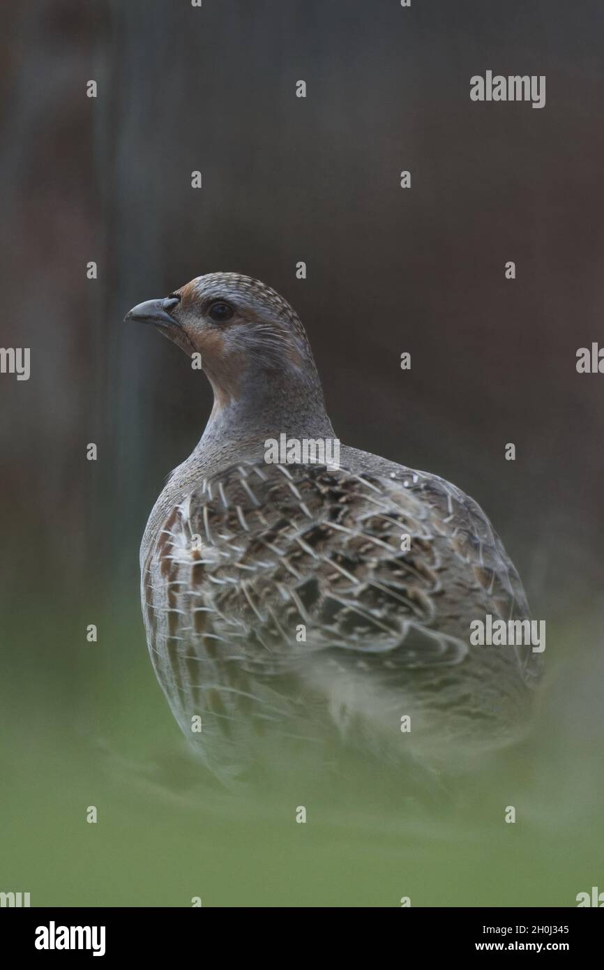 grey partridge (perdix perdix Stock Photo - Alamy