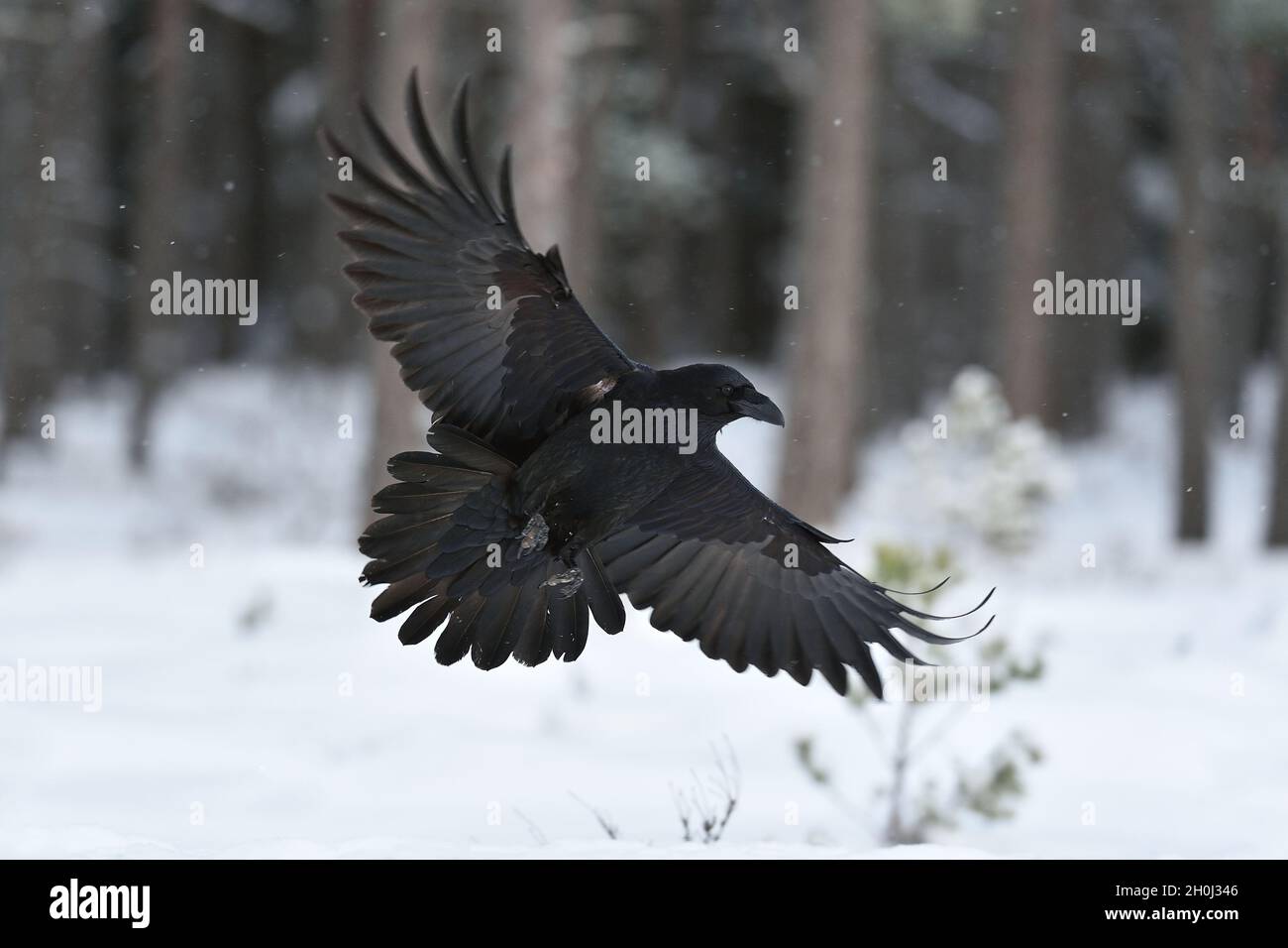 Raven (Corvus corax) in flight. Raven landing. Raven flying. Raven in ...