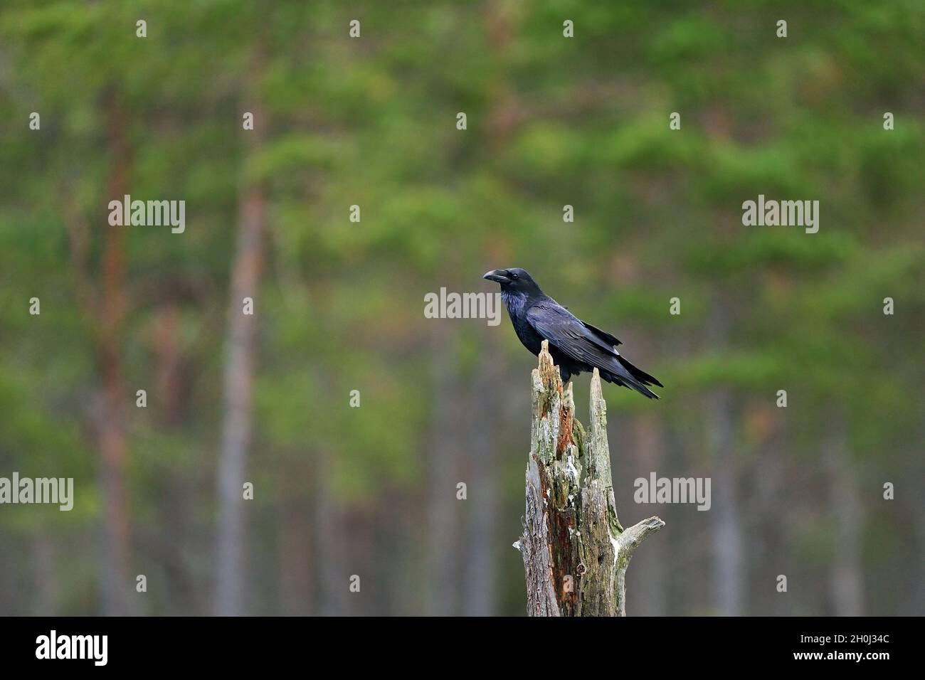 common raven on tree trunk with forest background Stock Photo - Alamy