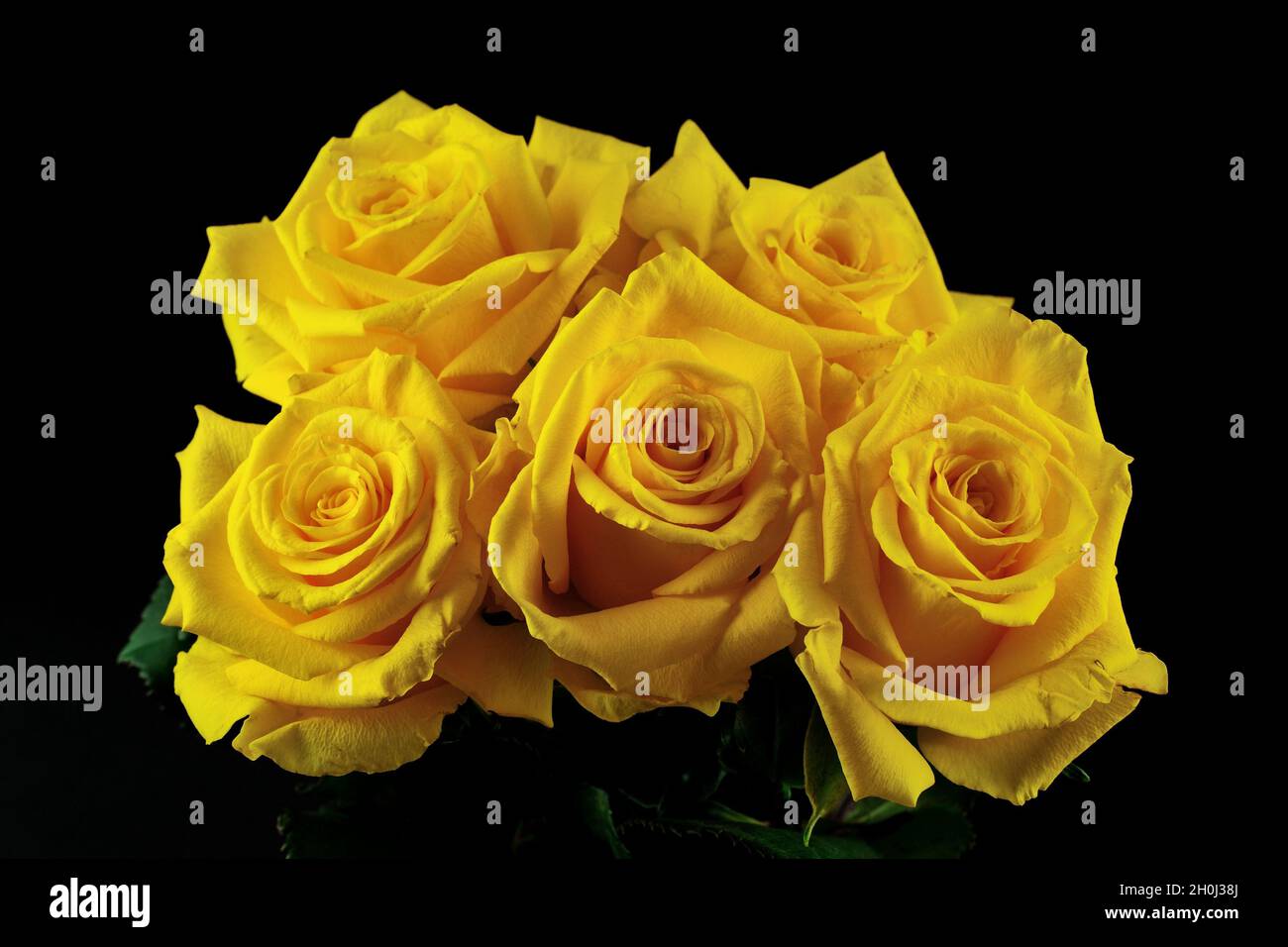 Yellow roses black background black background hi-res stock photography ...
