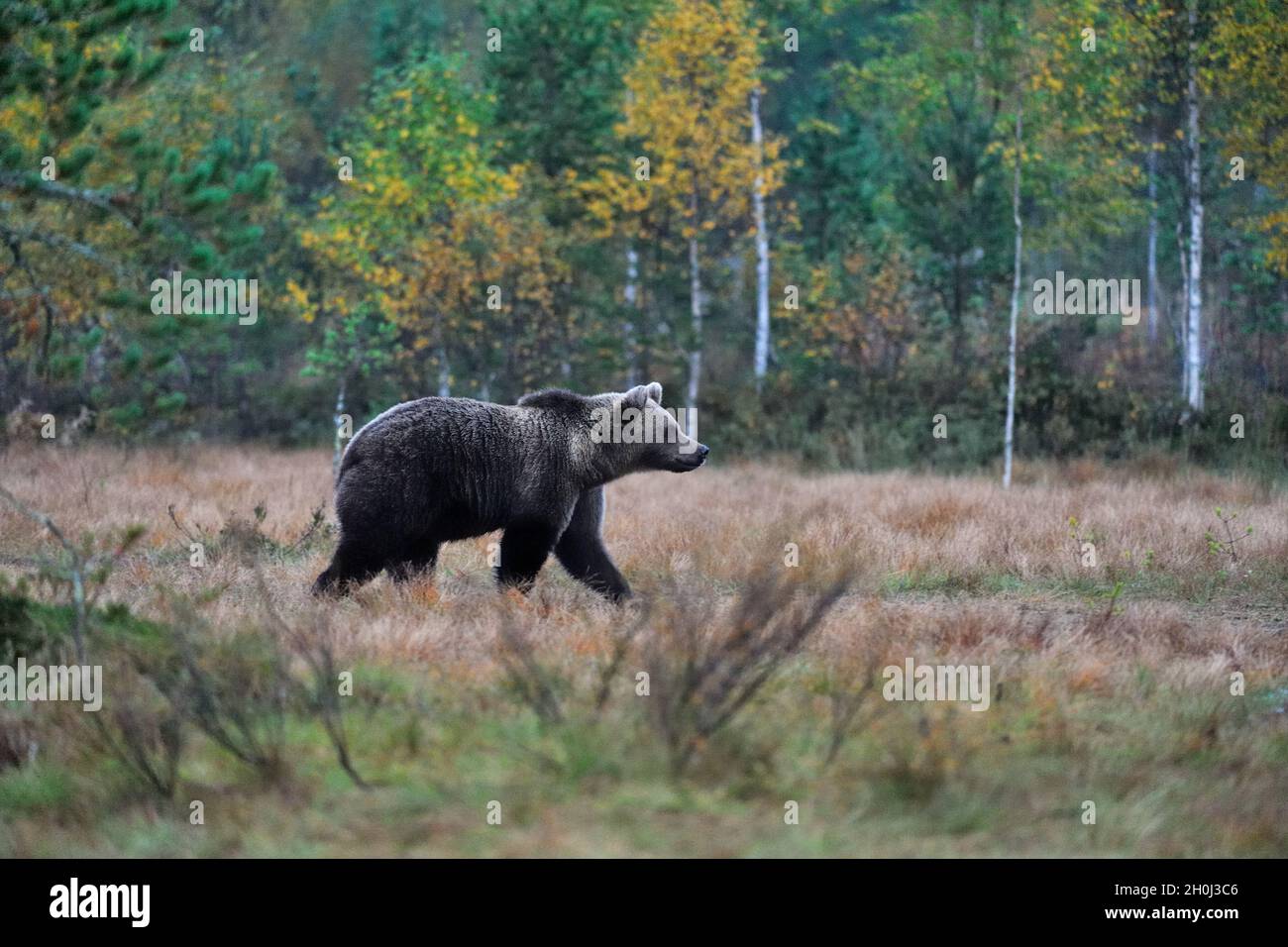 Bear walking in the swamp at autumn colors Stock Photo - Alamy