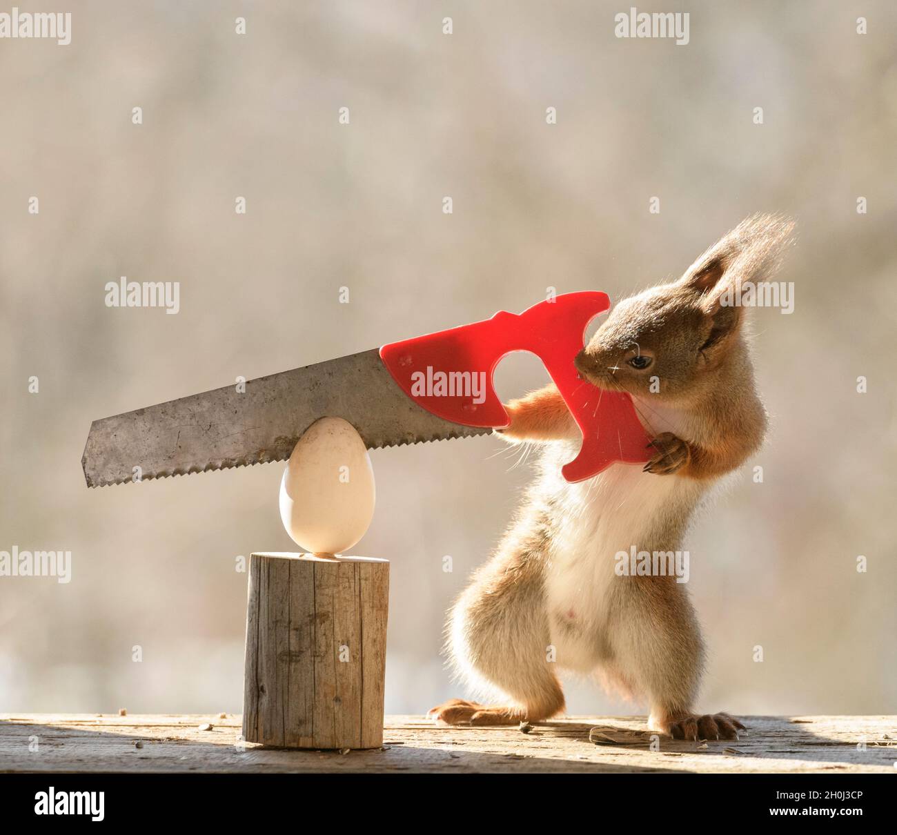 Squirrel saw hi-res stock photography and images - Alamy