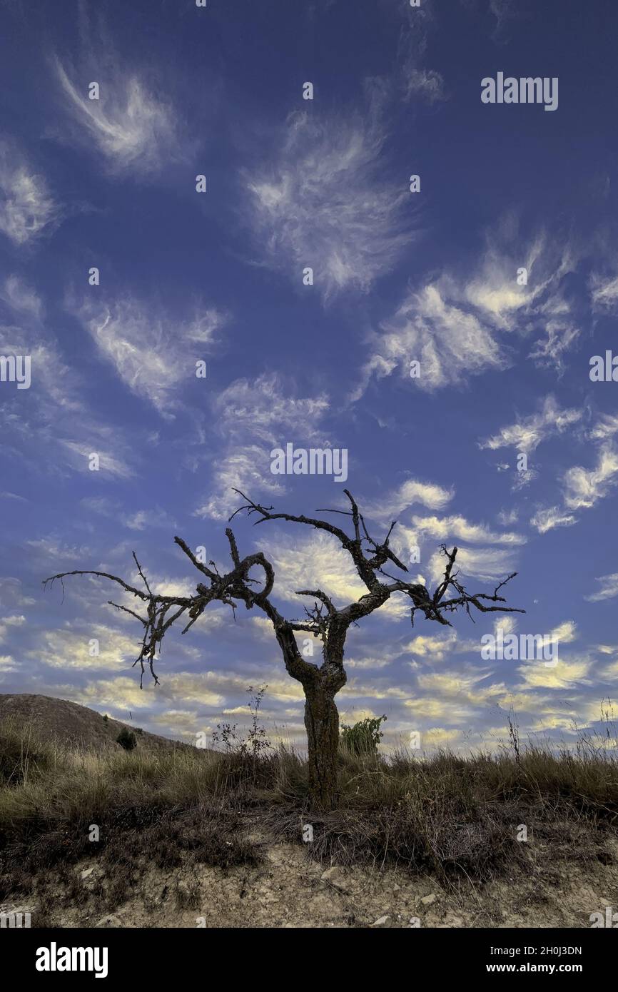 Detail of old dry olive tree in nature Stock Photo - Alamy
