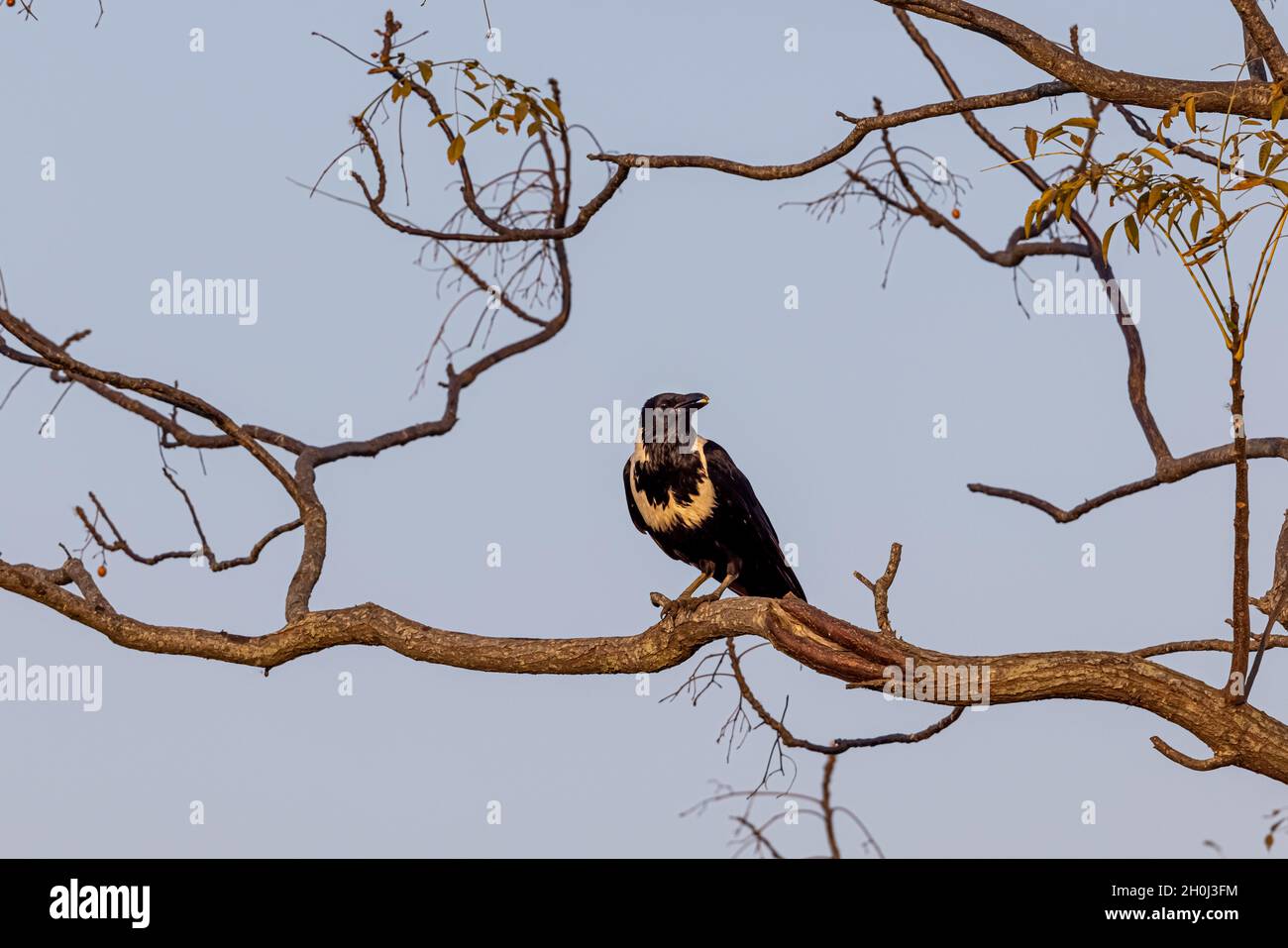 Collared Crow (Corvus torquatus) eating fruit in earnly morning ...