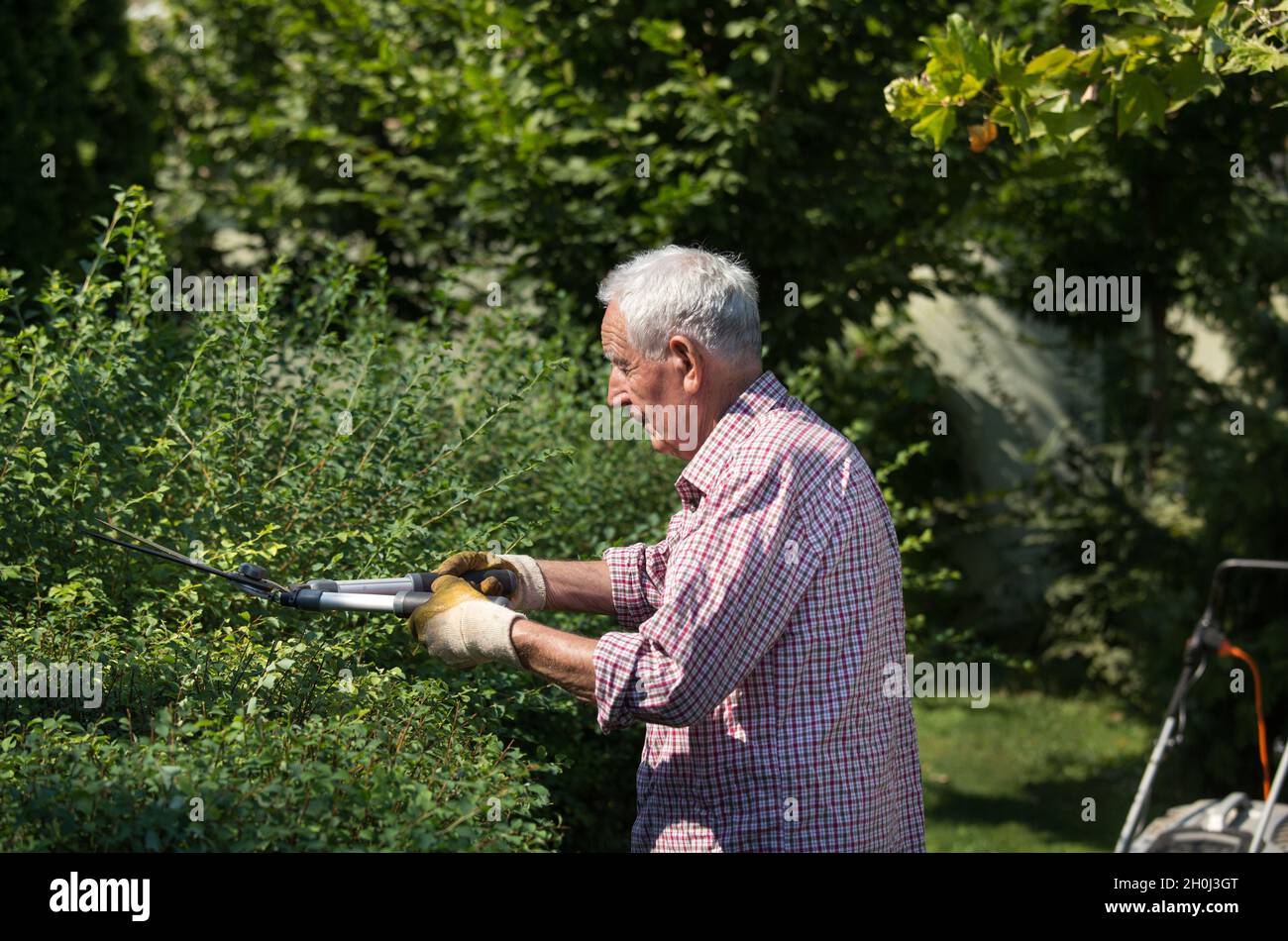 Senior man trimming hedge hi-res stock photography and images - Alamy