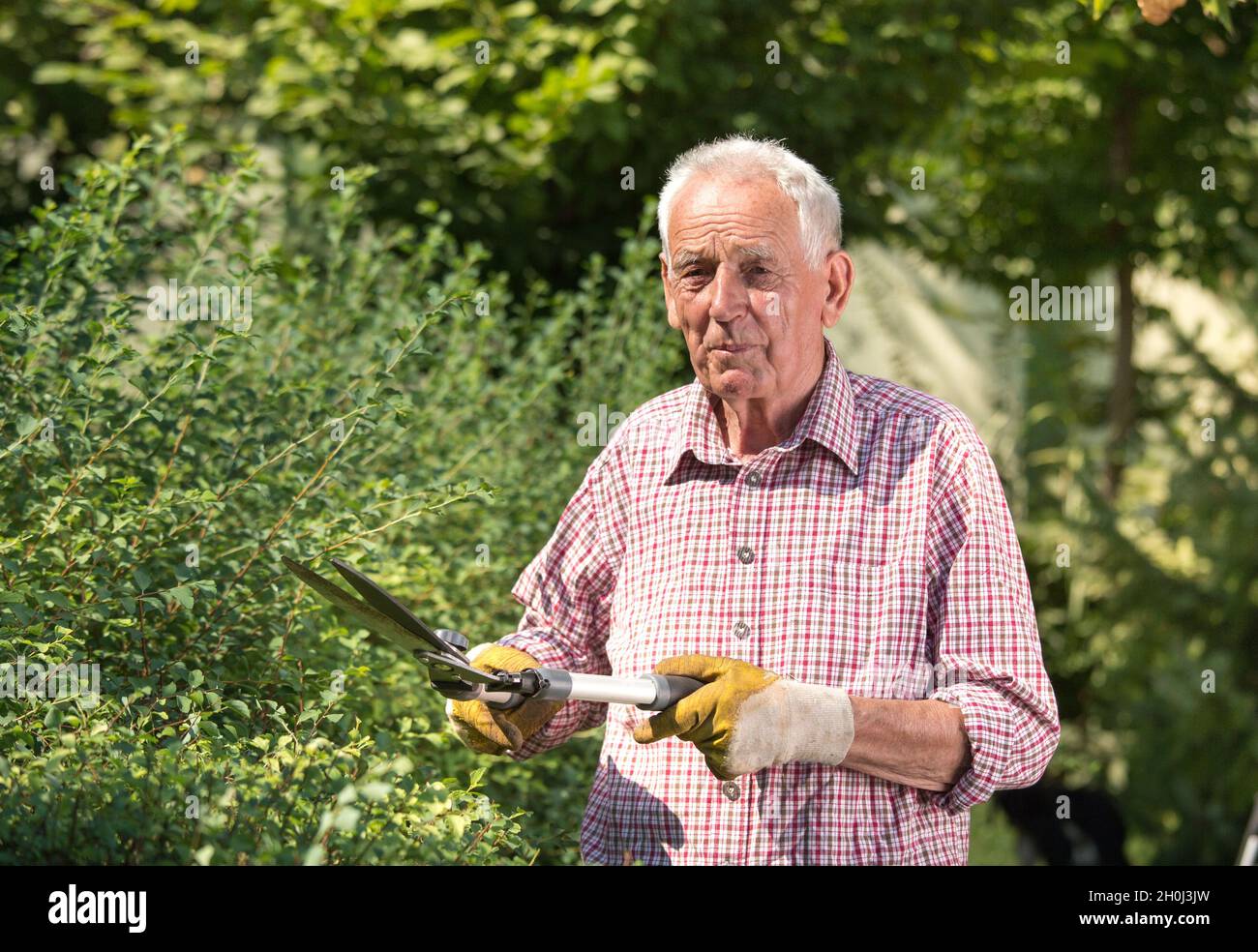 Senior man trimming hedge hi-res stock photography and images - Alamy