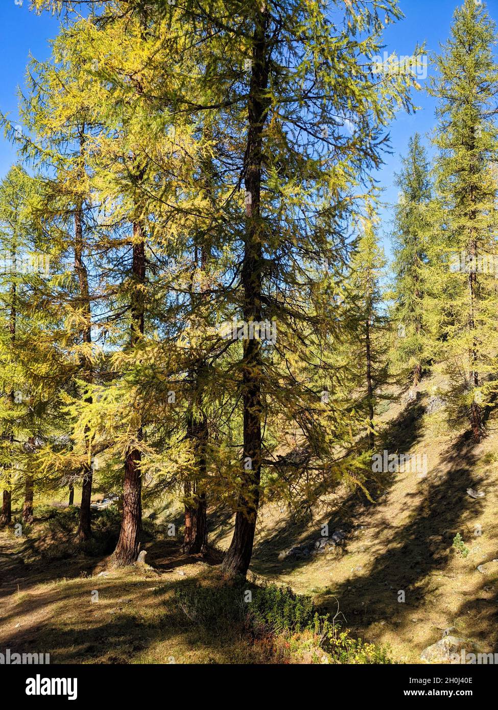 larch forest the swiss alps. Fantastic autumn mood near the davos ...