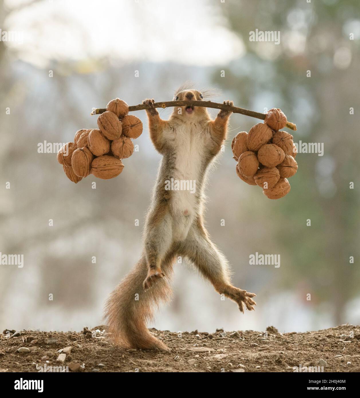 red squirrel is jumping with weights and walnuts and open mouth Stock ...