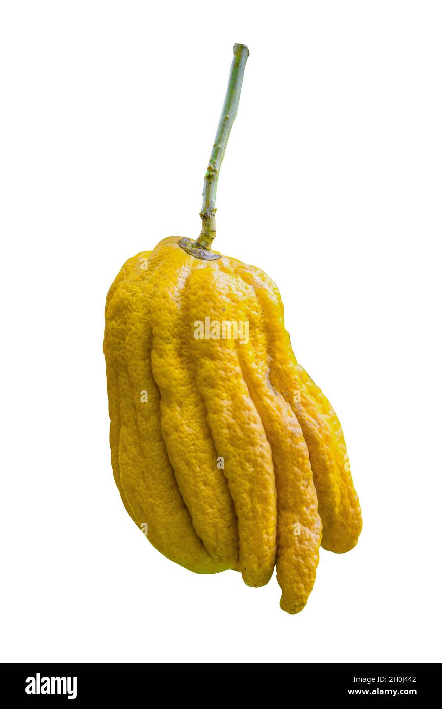 Citrus medica var. sarcodactylus, Fingered citron of Buddha's Hand ...