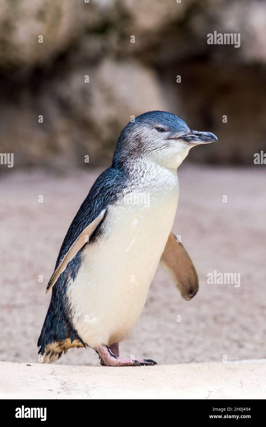 Penguins in the wildlife park in Perth Australia Stock Photo - Alamy