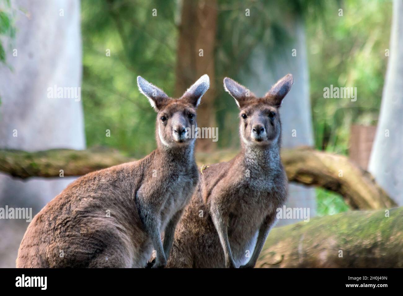 Kangaroo with natural background in Perth, Western Australia Stock ...