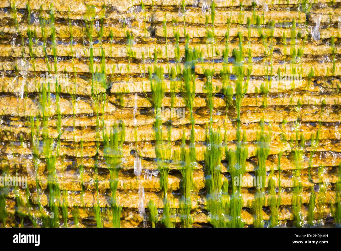Moss on the rock walls with water that drip and locked at all times ...