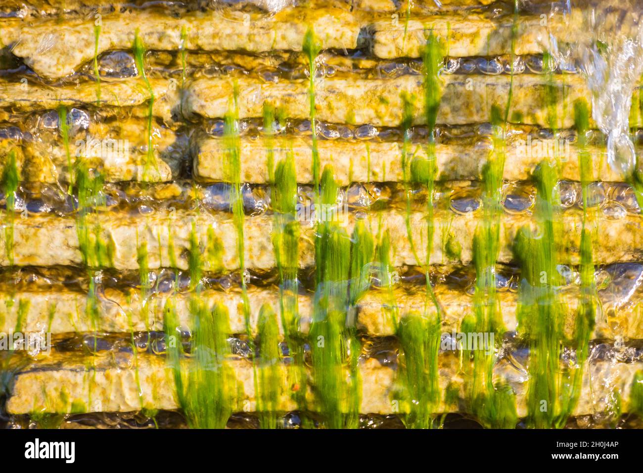 Moss on the rock walls with water that drip and locked at all times ...