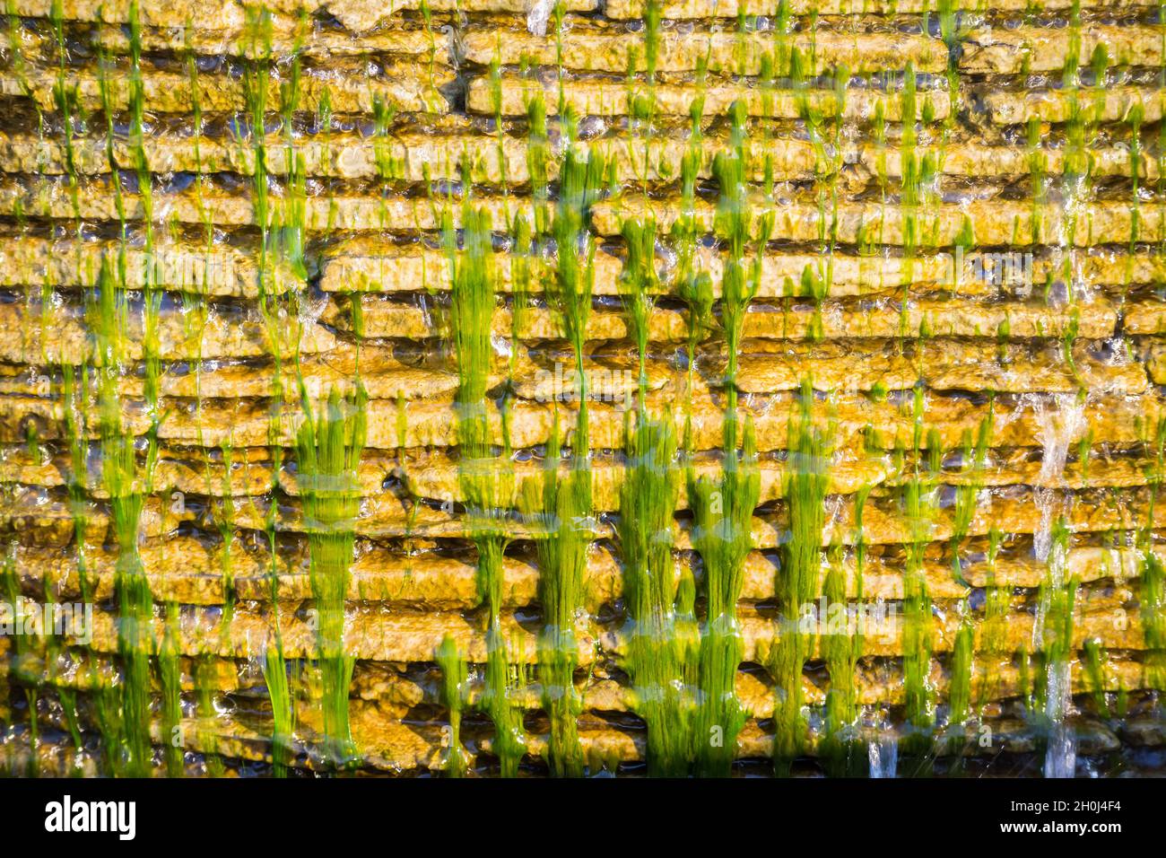 Moss on the rock walls with water that drip and locked at all times ...