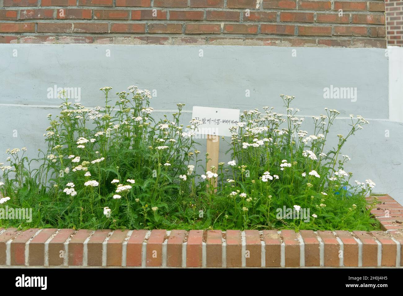 Korea flower hi-res stock photography and images - Alamy