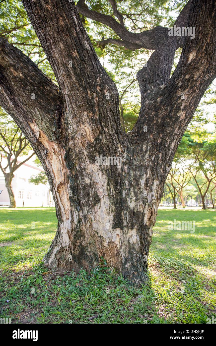 big green tree Stock Photo - Alamy