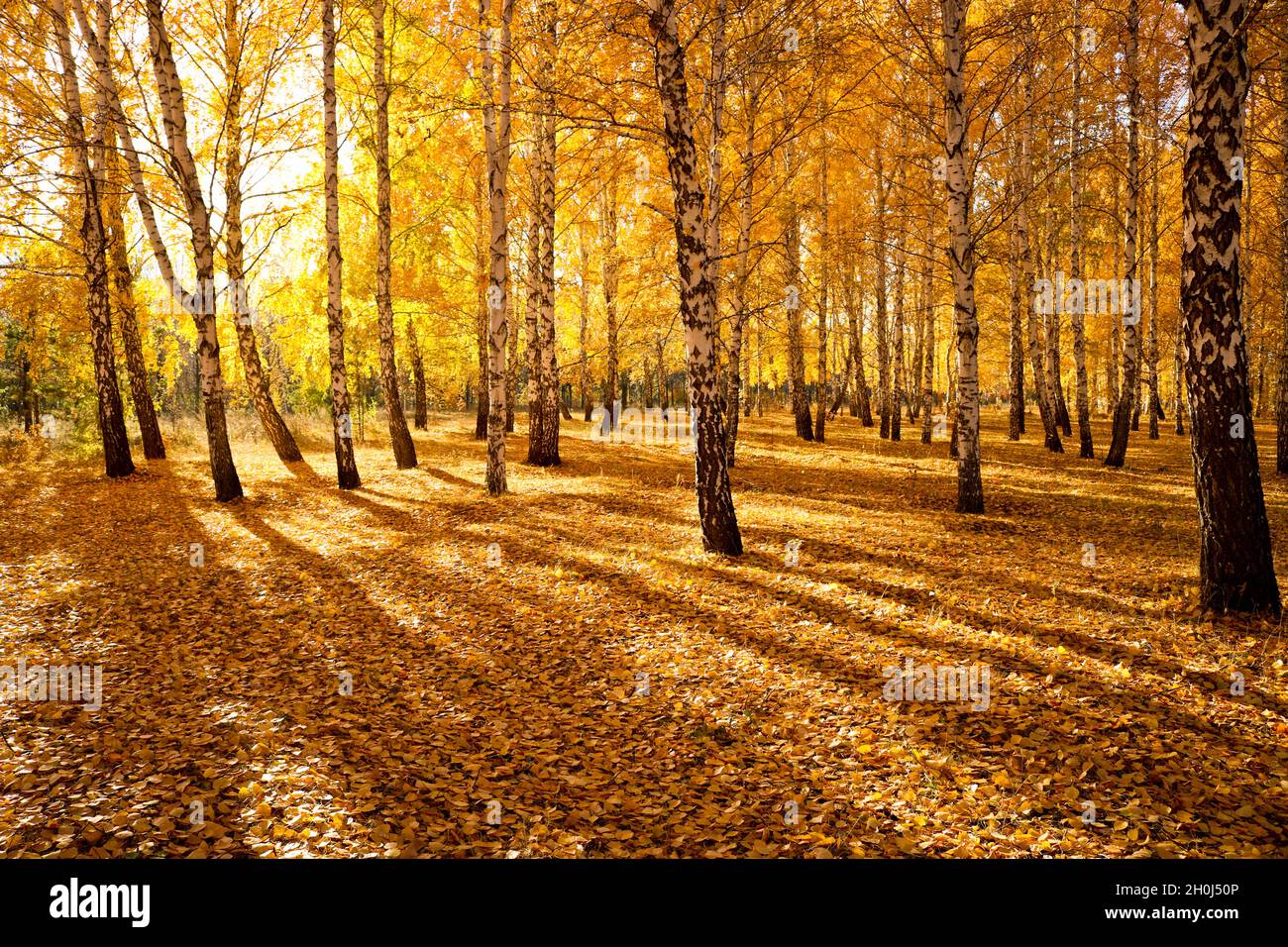 Colorful broadleaf foliage in the autumn forest. Long shadows from ...