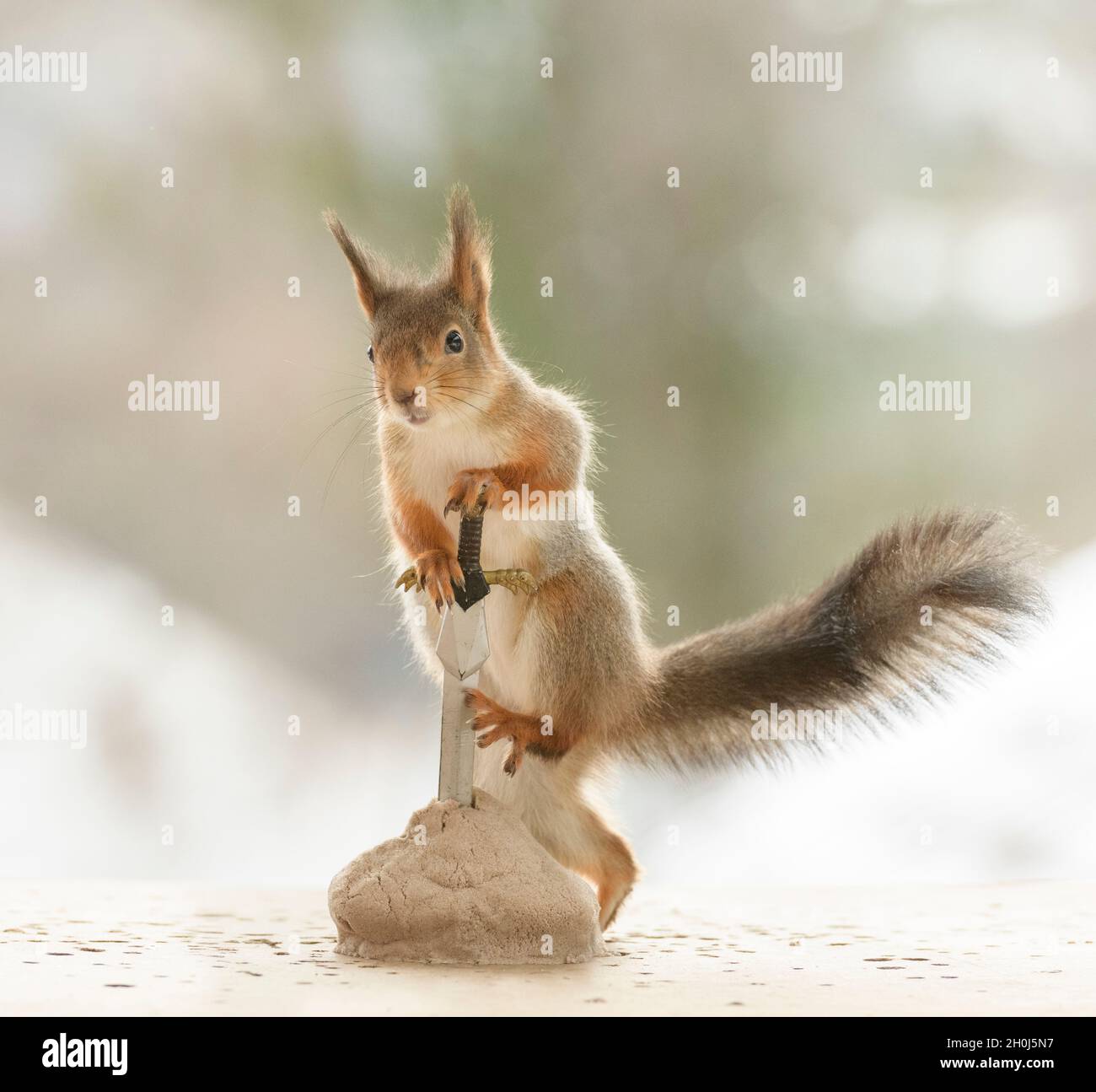 Profile of red squirrel standing on a rock hi-res stock photography and ...