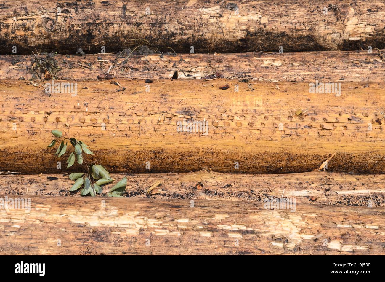 Lumber logs stack wood tree hi-res stock photography and images - Alamy