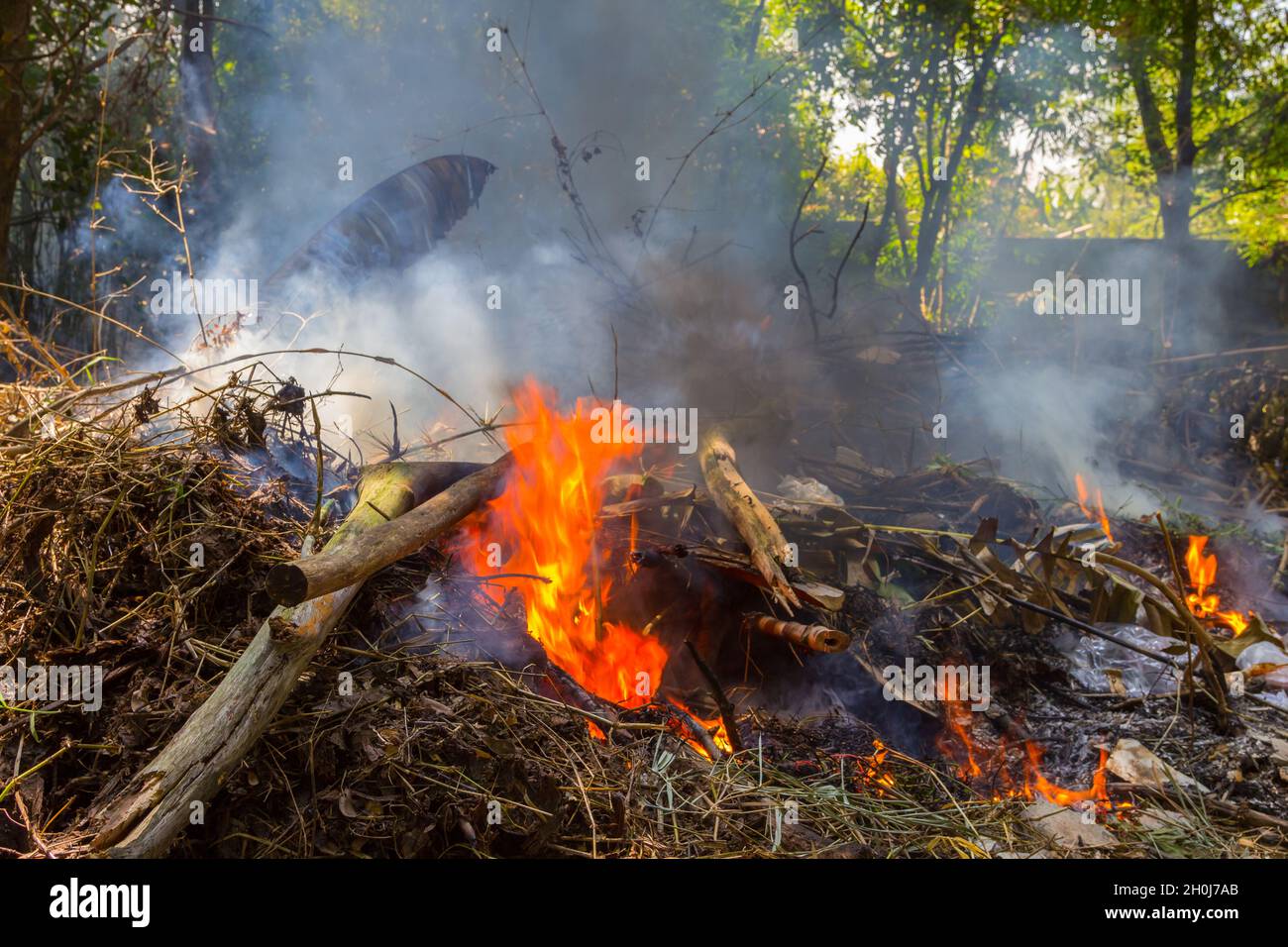 fire burning dry tree branches Stock Photo - Alamy