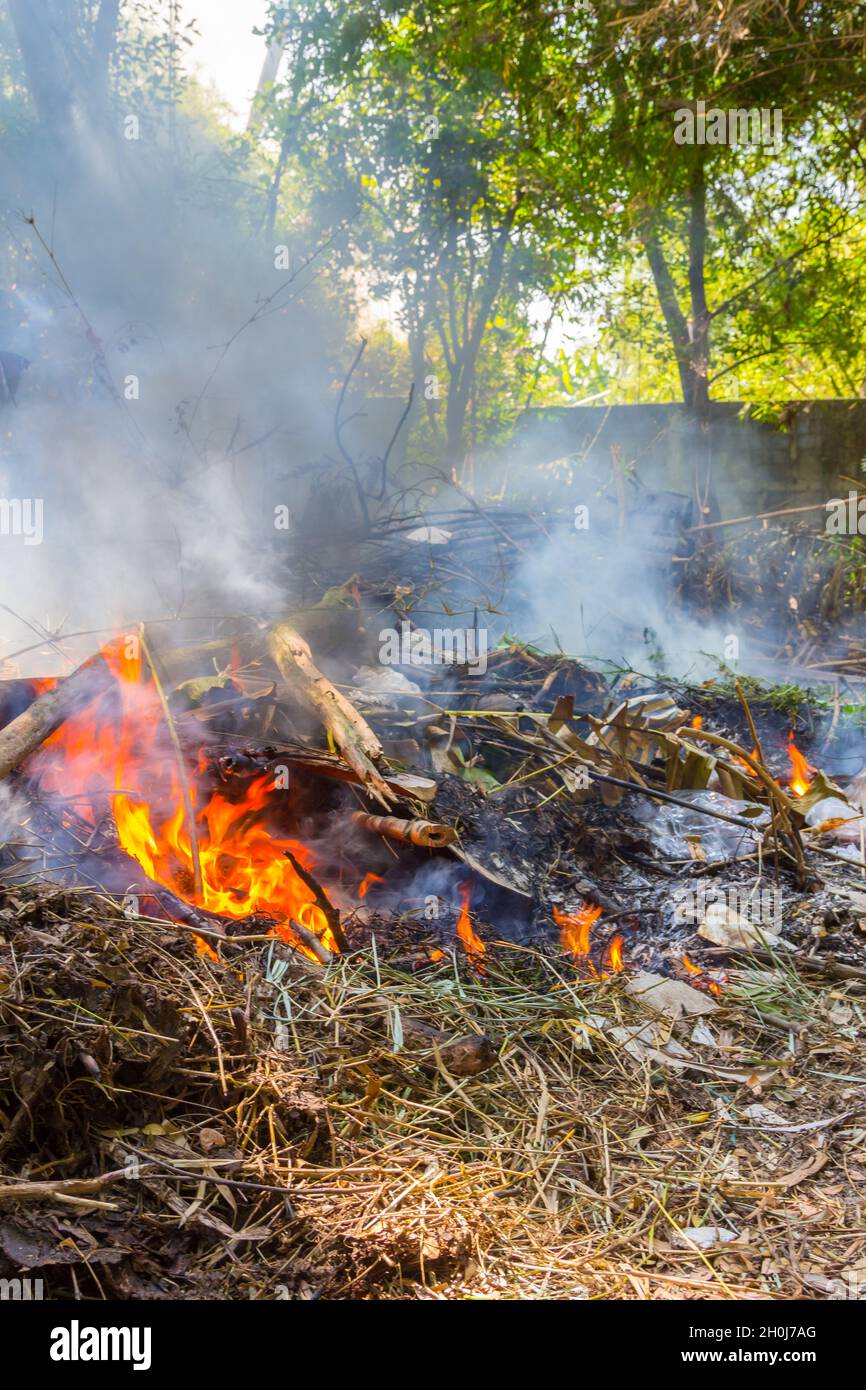 fire burning dry tree branches Stock Photo - Alamy