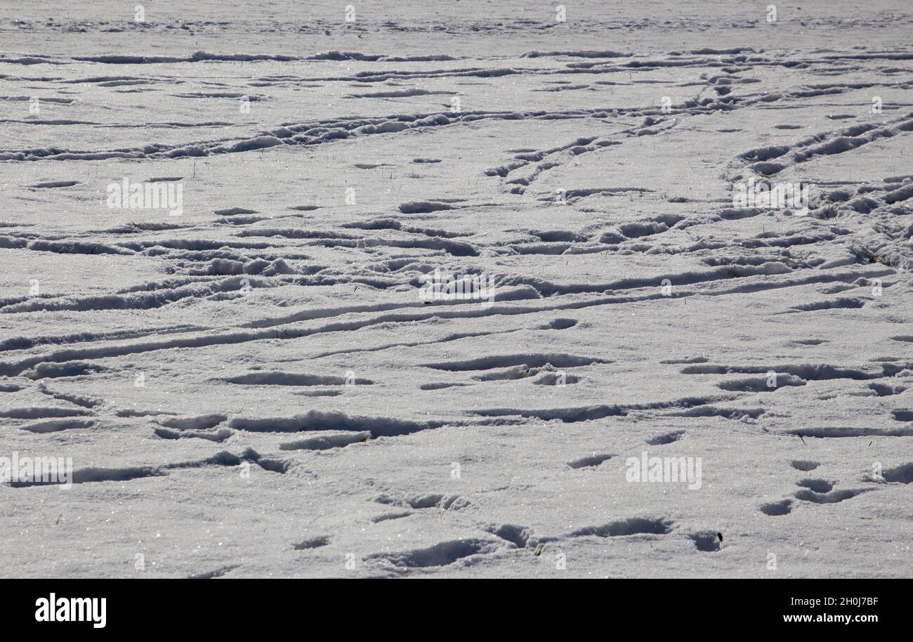 Sled ski hi-res stock photography and images - Alamy