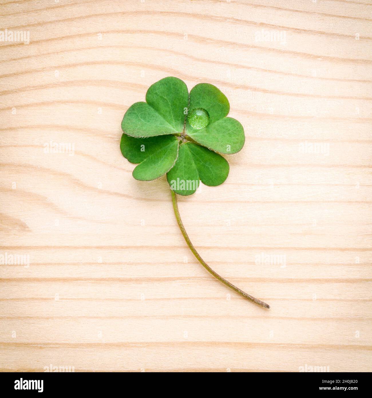 Clovers leaves on Stone .The symbolic of Four Leaf Clover the first is ...