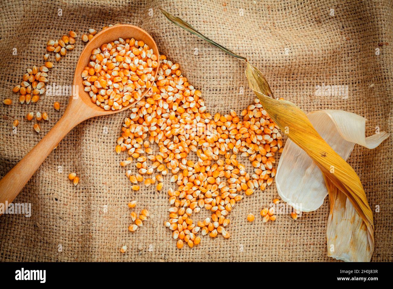 Grains of ripe corn in the wooden spoon with dried sweet corn on hemp ...