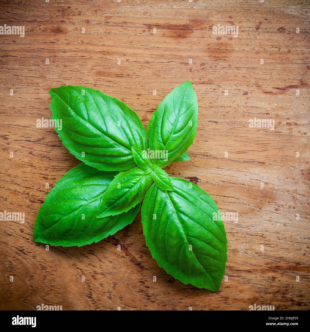 Fresh sweet basil leaves on shabby teak wood background. Sweet basil ...