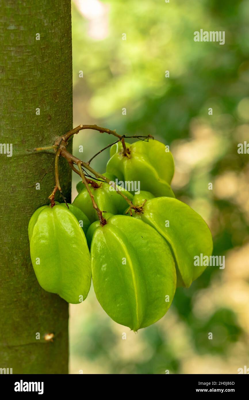 The great fruit hang on the tree Kamranga Carambola or Star fruit is ...