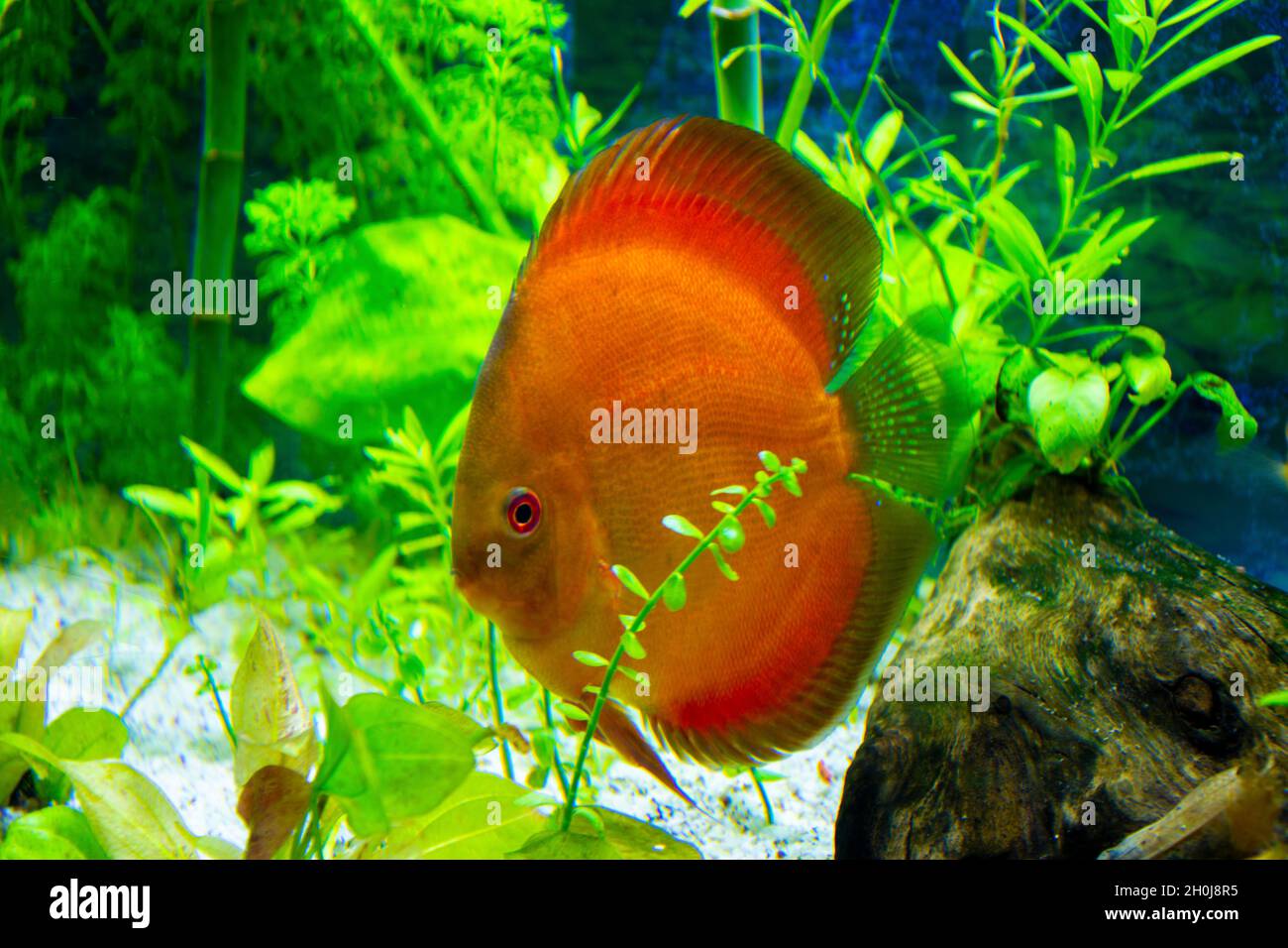 Discusworld hi-res stock photography and images - Alamy