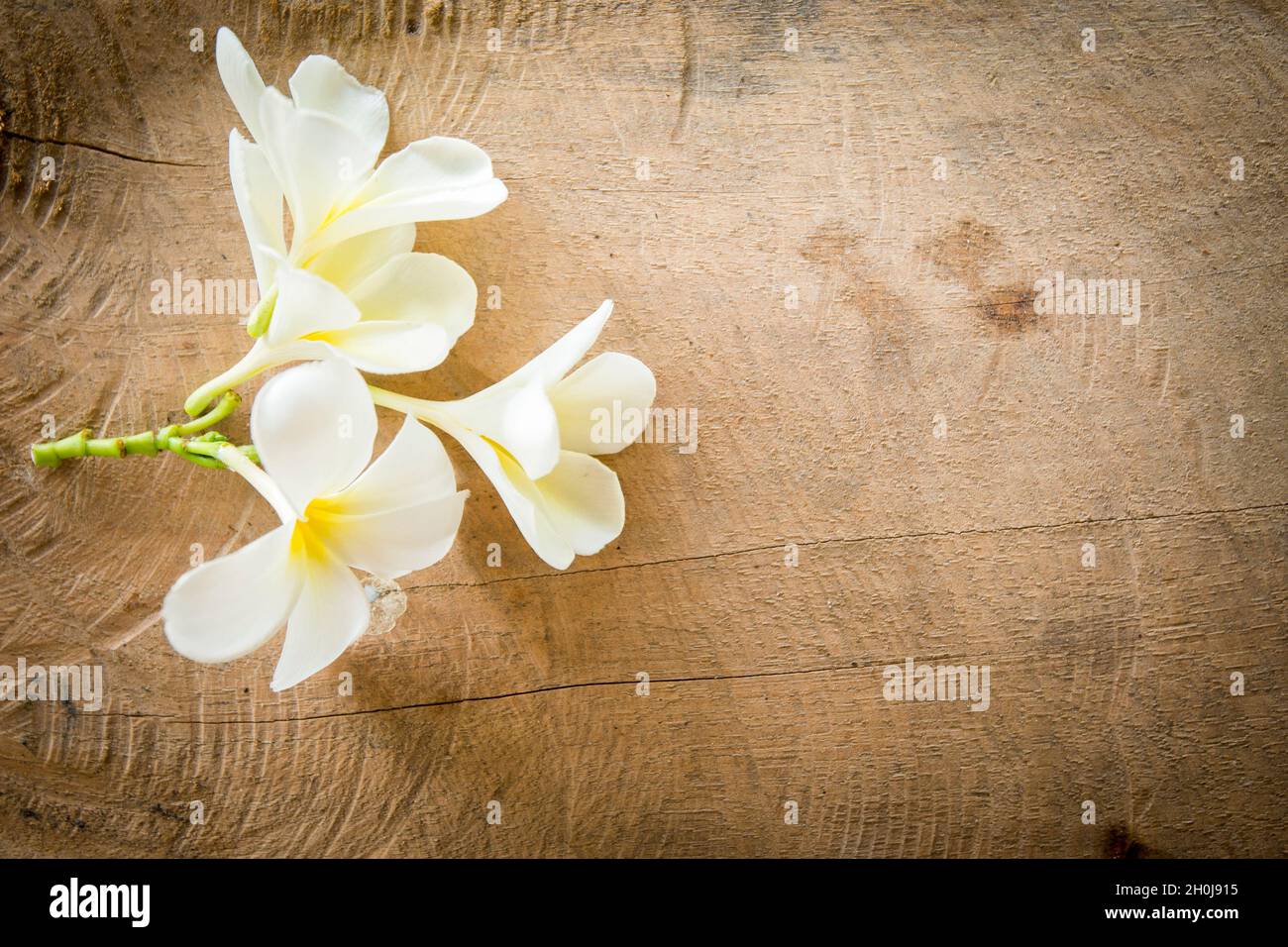 Champa flower hi-res stock photography and images - Alamy