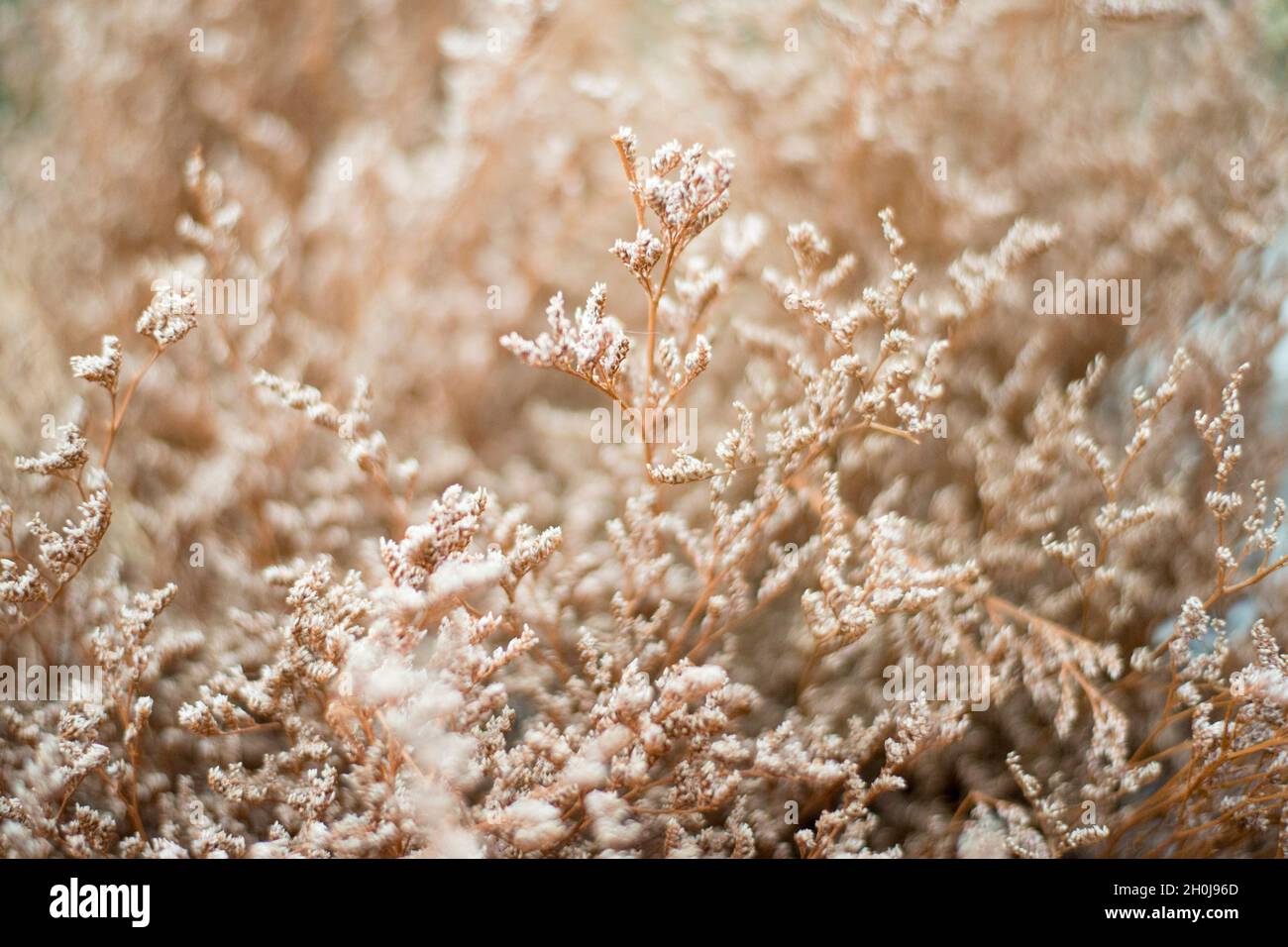 Dried flowers Background Stock Photo - Alamy