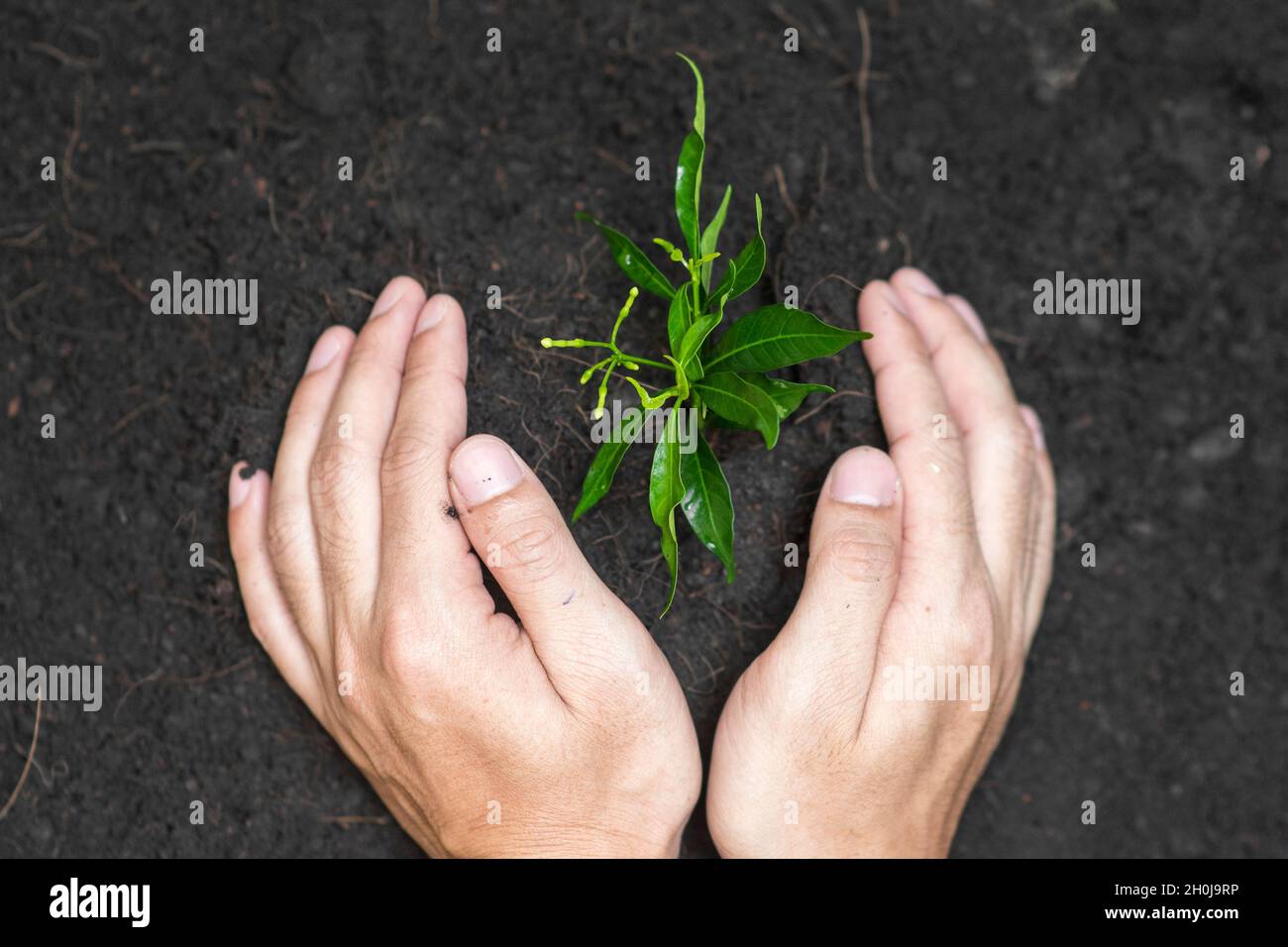 Human hand planting a tree on white background, Save earth concept ...
