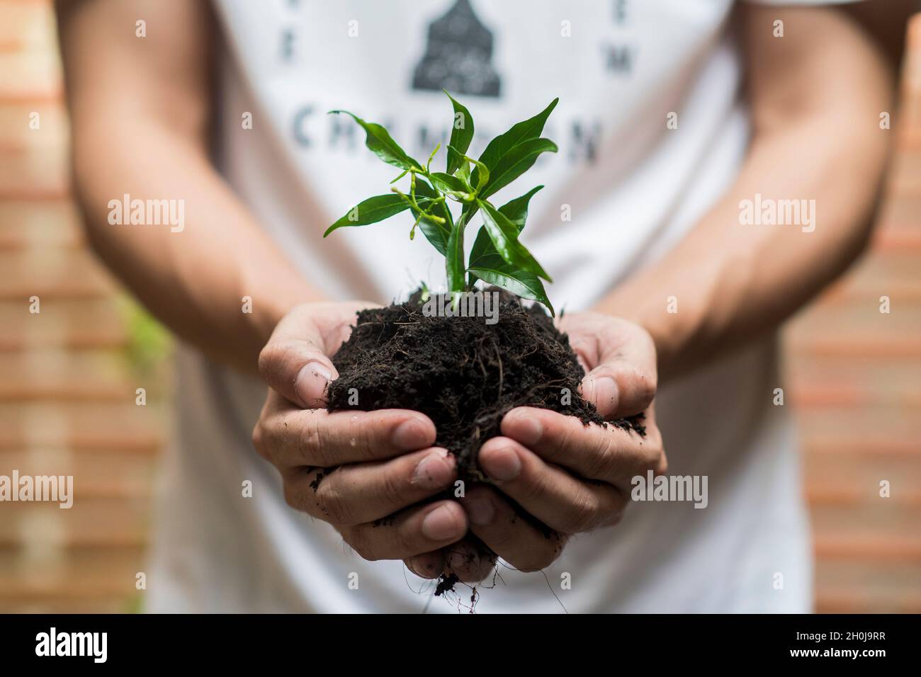 Human hand planting a tree on white background, Save earth concept ...