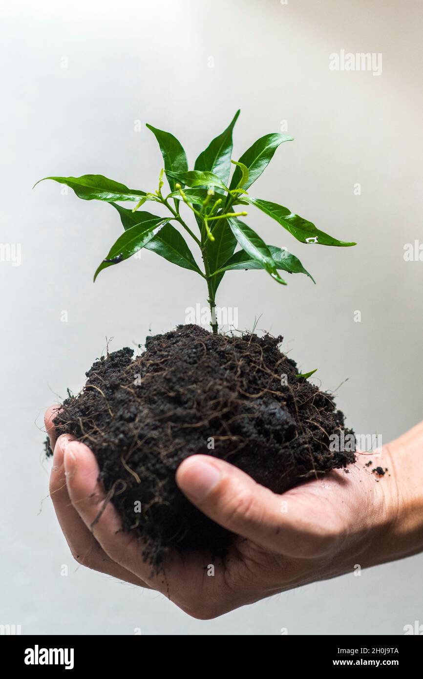 Human hand planting a tree on white background, Save earth concept ...