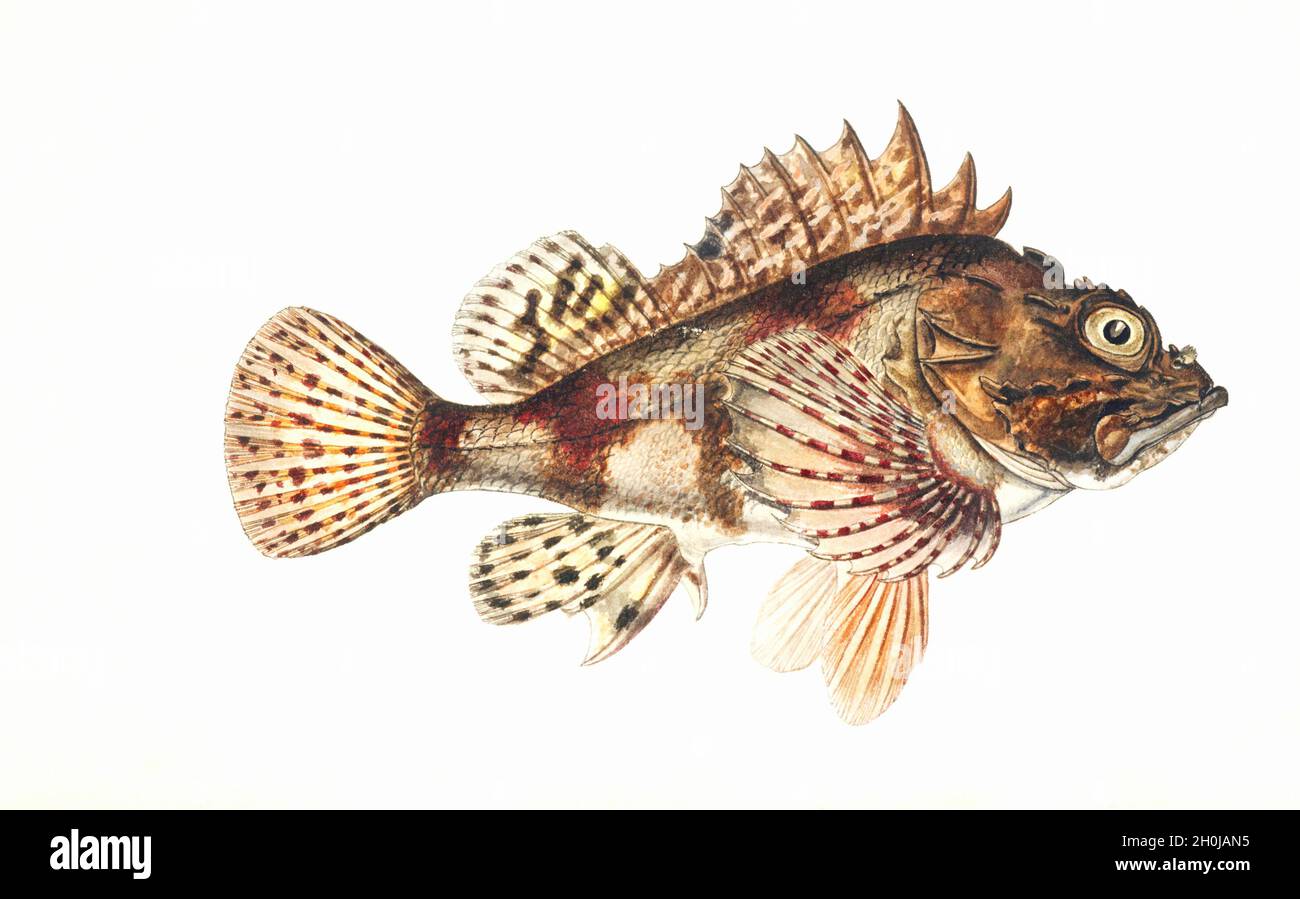 Frank Edward Clarke vintage fish illustration - Scorpion Fish Stock ...
