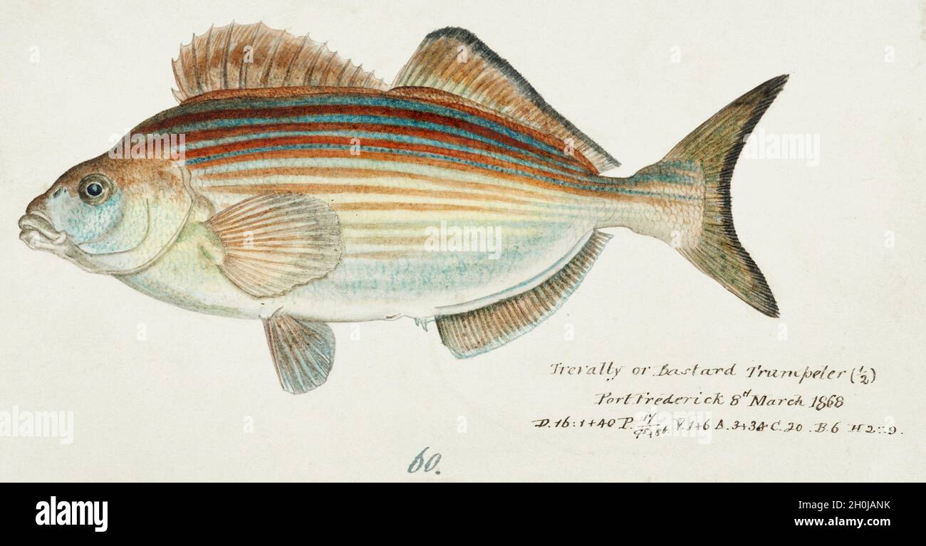 Frank Edward Clarke vintage fish illustration - Bastard Fish Stock ...