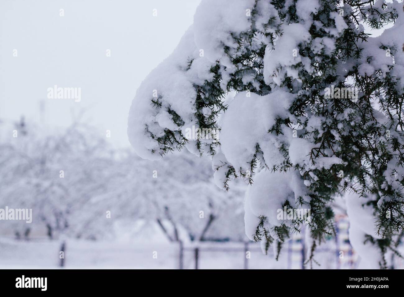 Winter creative background image. Branch of juniper tree densely ...
