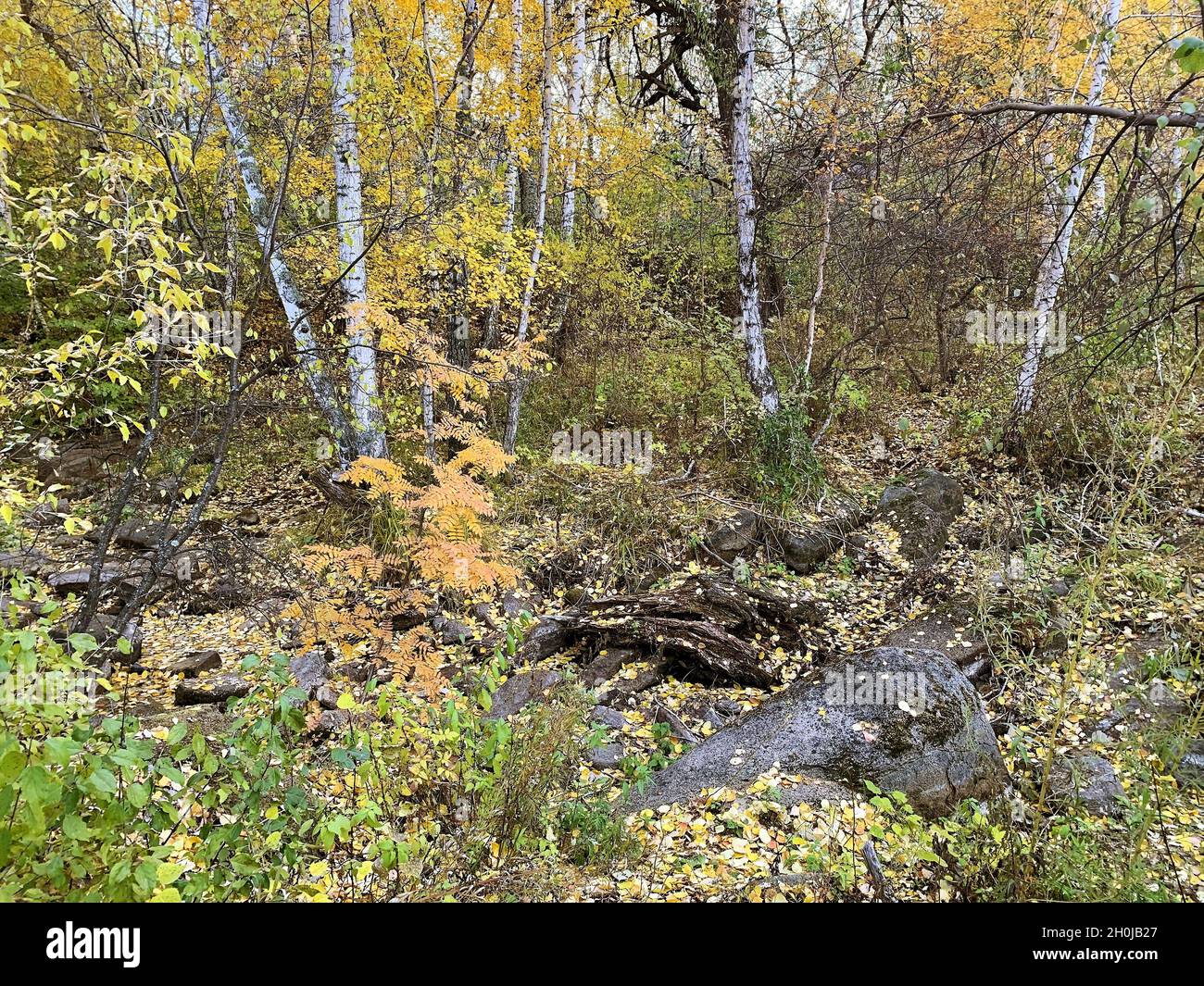 Beautiful birch forest and stream in autumn time. Beautiful colorful ...