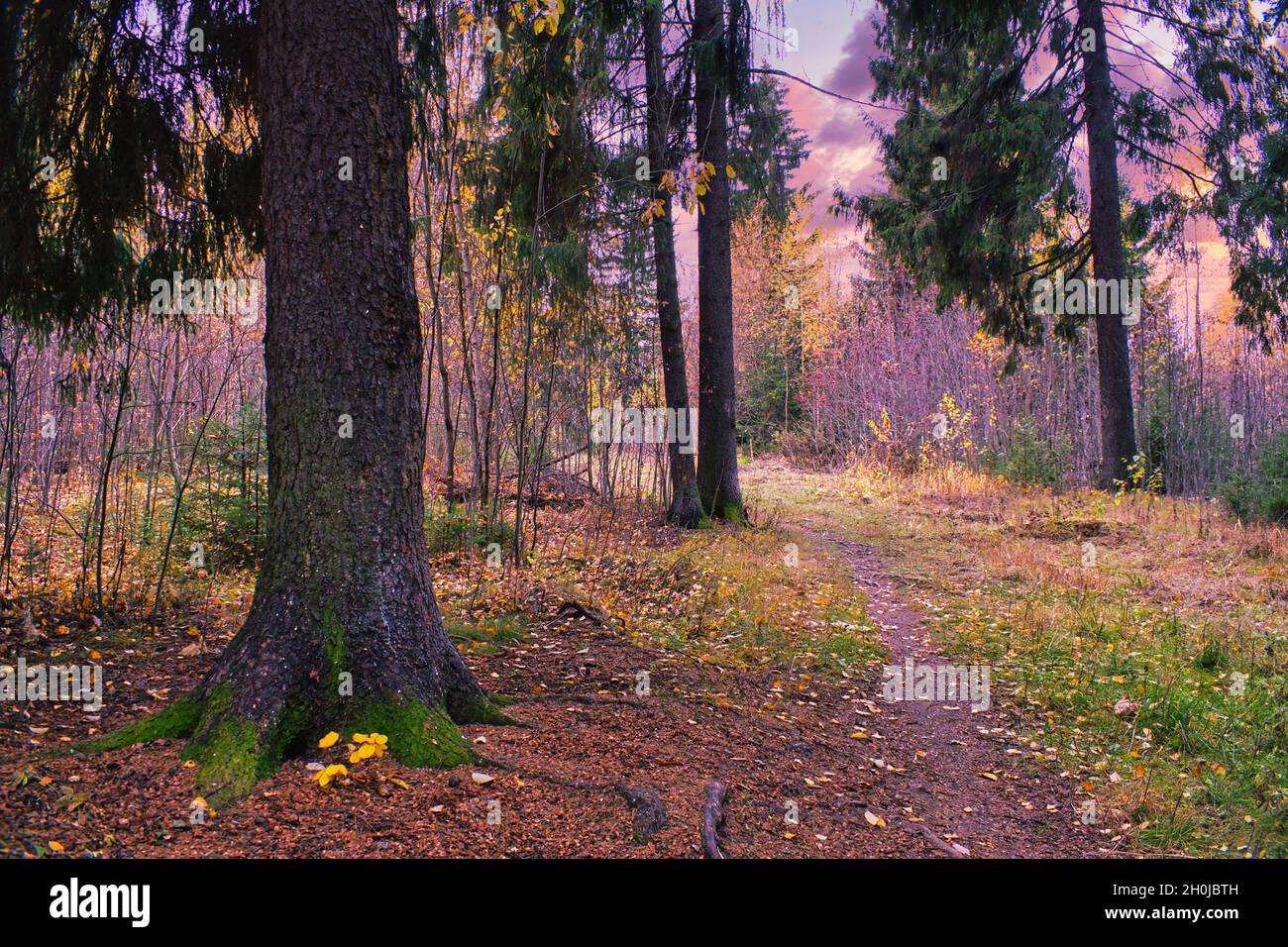 dramatic autumn landscape forest, picturesque autumn sunset trees Stock ...