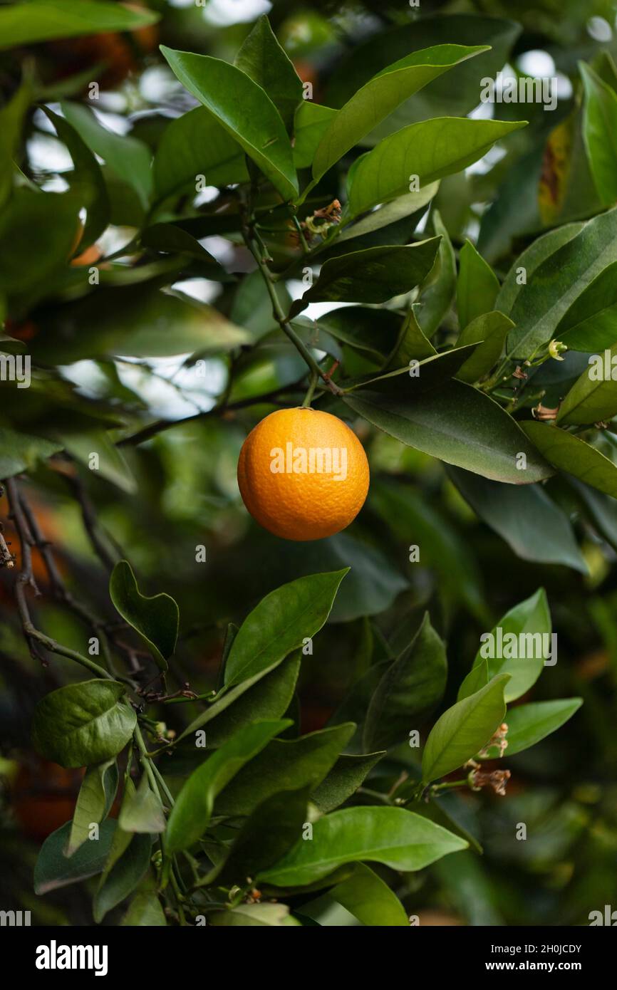 The beautiful orange tree with ripe fruits Stock Photo - Alamy